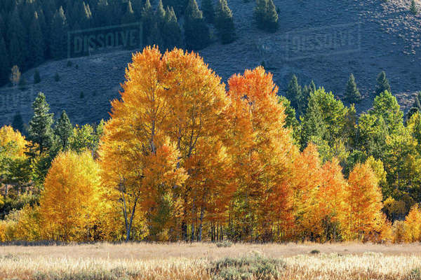 USA, Idaho, Sun Valley, Fall foliage - Royalty-free Stock Photo | Dissolve