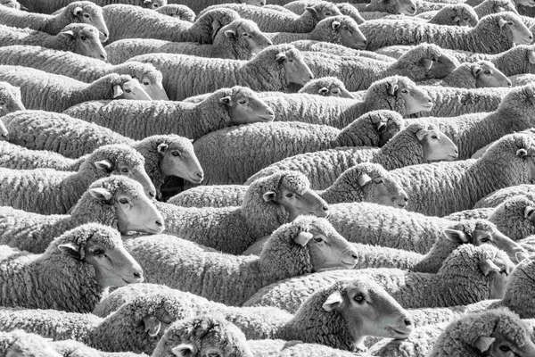 Flock of sheep in field ahead of Trailing of the Sheep Festival ...