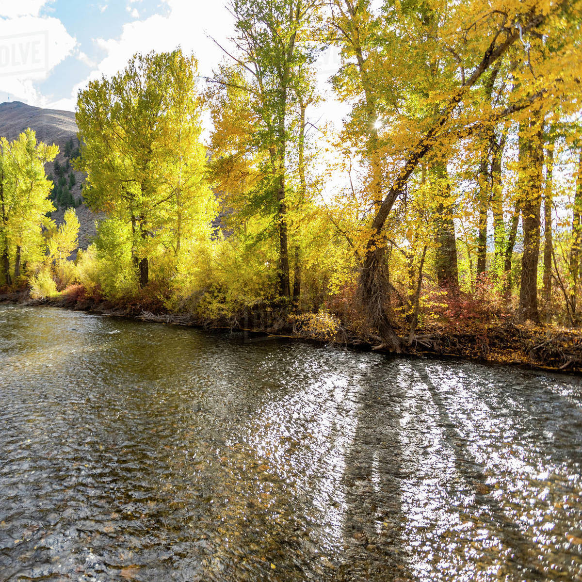 USA, Idaho, Hailey, River and yellow trees in Autumn - Royalty-free ...