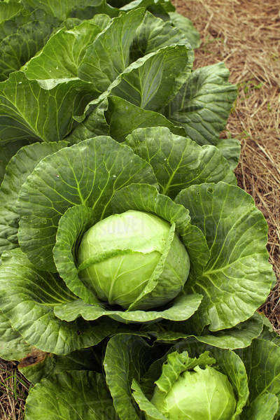 Cabbage - Stock Photo - Dissolve