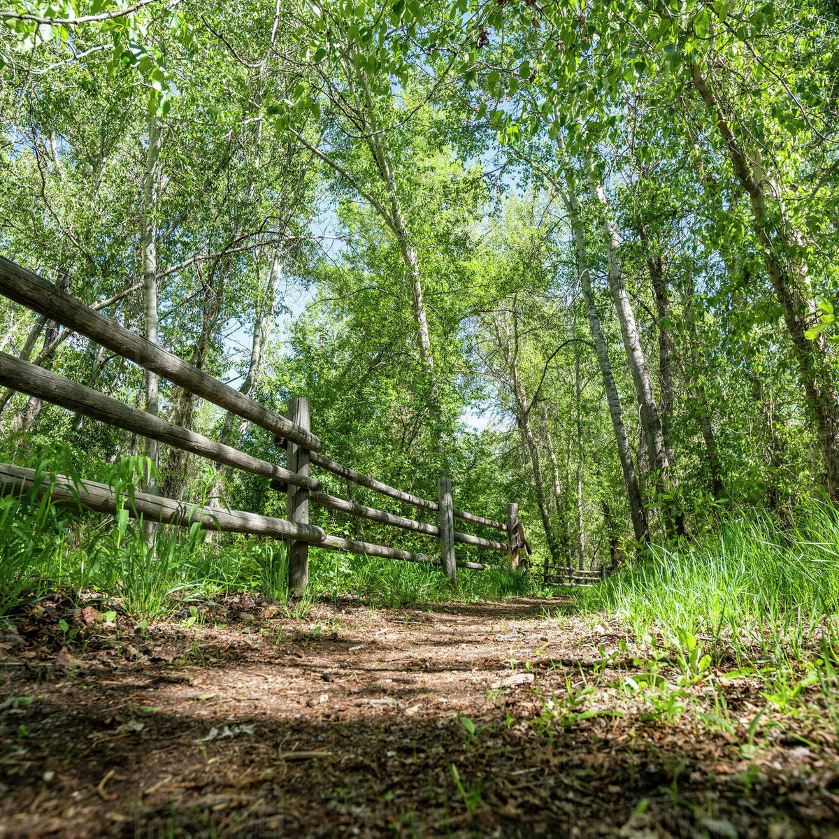 Footpath and fence in forest - Stock Photo - Dissolve