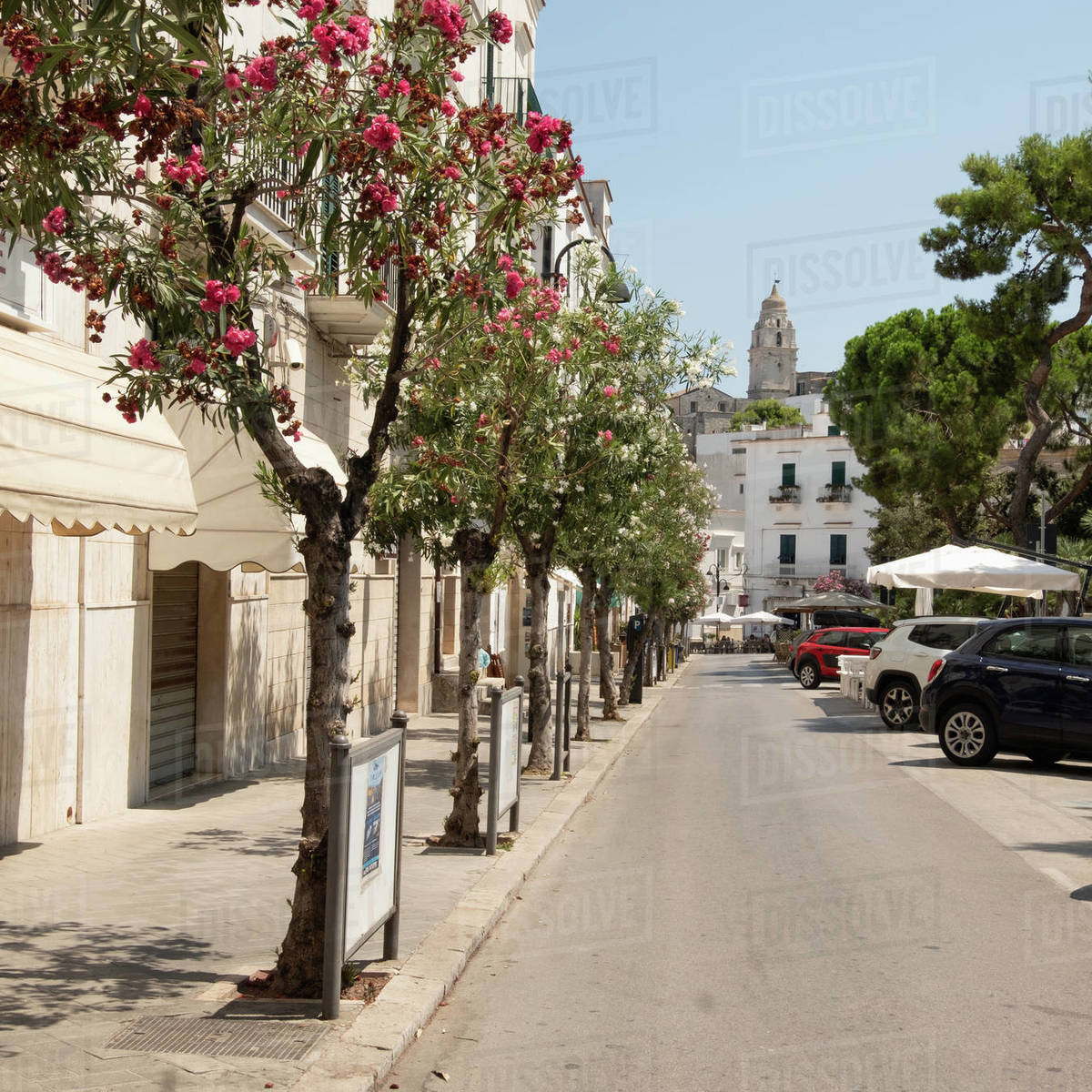 Italy, Apulia, Vieste, Trees along street in old town - Stock Photo ...