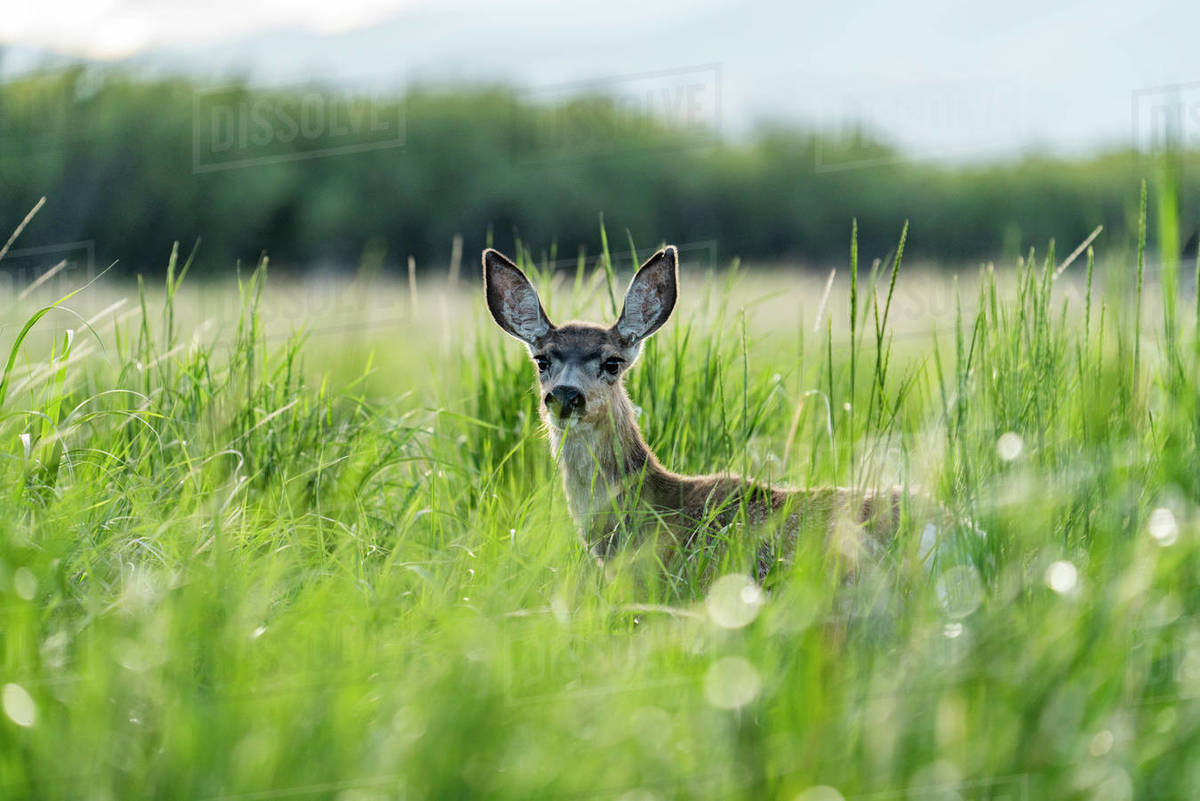 Portrait of doe looking at camera in meadow - Royalty-free Stock Photo ...