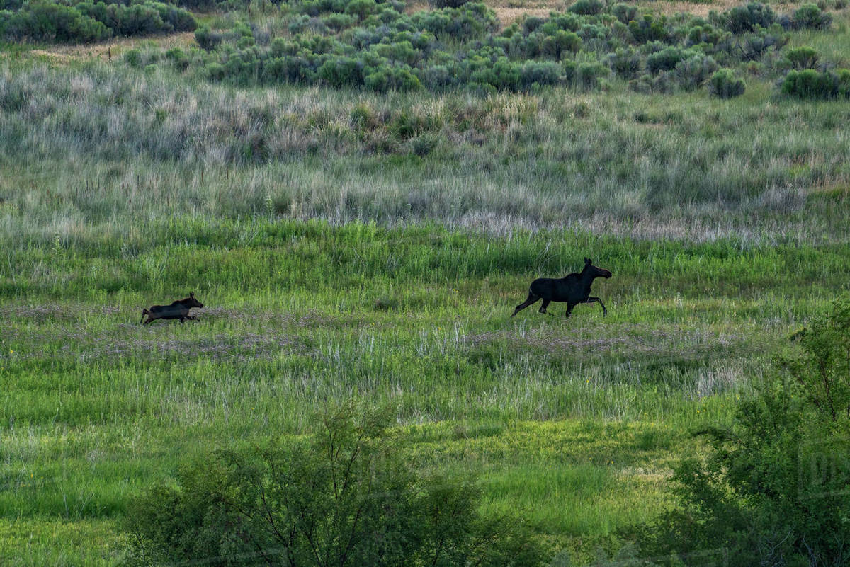Cow moose (Alces Alces) and calf moose running across meadow - Royalty ...