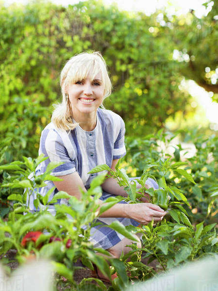 Woman picking vegetables in garden - Royalty-free Stock Photo | Dissolve