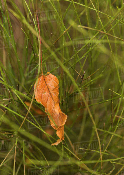 Leaf tangled in grass - Royalty-free Stock Photo | Dissolve