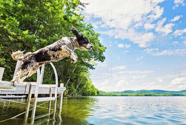 Dog jumping into lake from jetty - Stock Photo - Dissolve