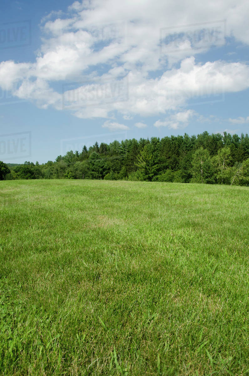 Green meadow - Royalty-free Stock Photo | Dissolve
