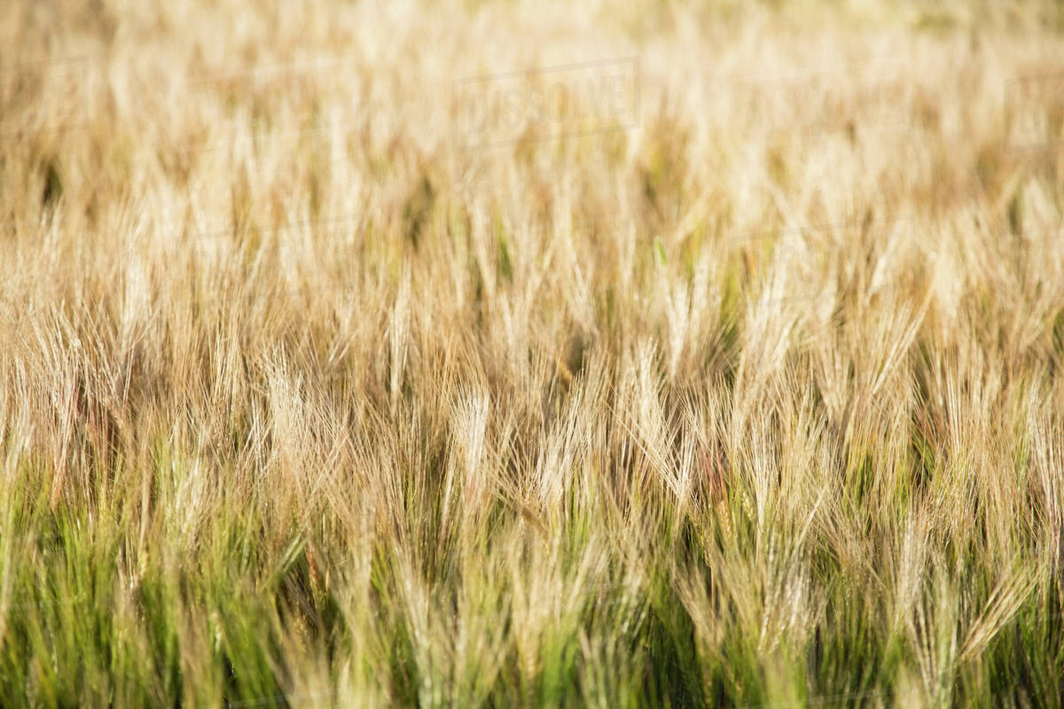 View of barley in field - Royalty-free Stock Photo | Dissolve