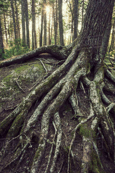 Moss on roots - Royalty-free Stock Photo | Dissolve