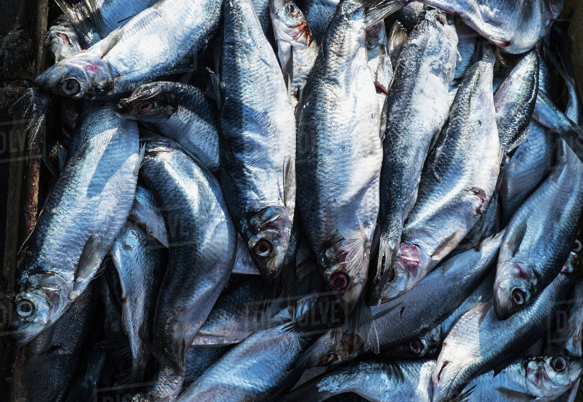Fresh fish on dock - Royalty-free Stock Photo | Dissolve