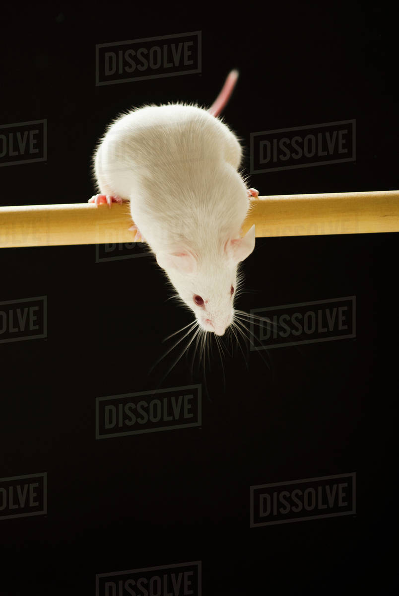 White mouse looking down, studio shot - Stock Photo - Dissolve