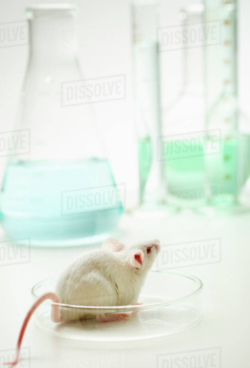 Laboratory mouse in Petri dish, studio shot - Royalty-free Stock Photo ...