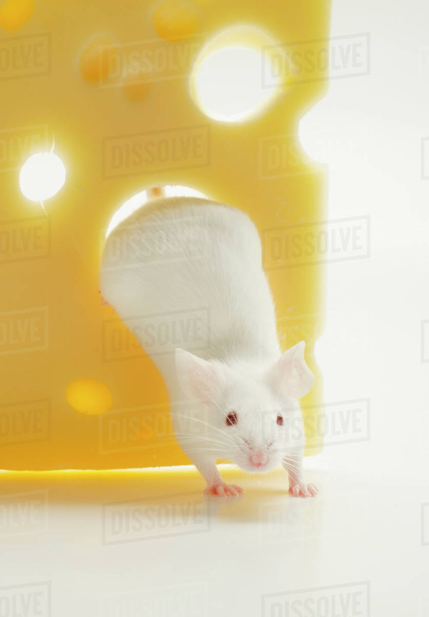 White mouse with cheese, studio shot - Royalty-free Stock Photo | Dissolve