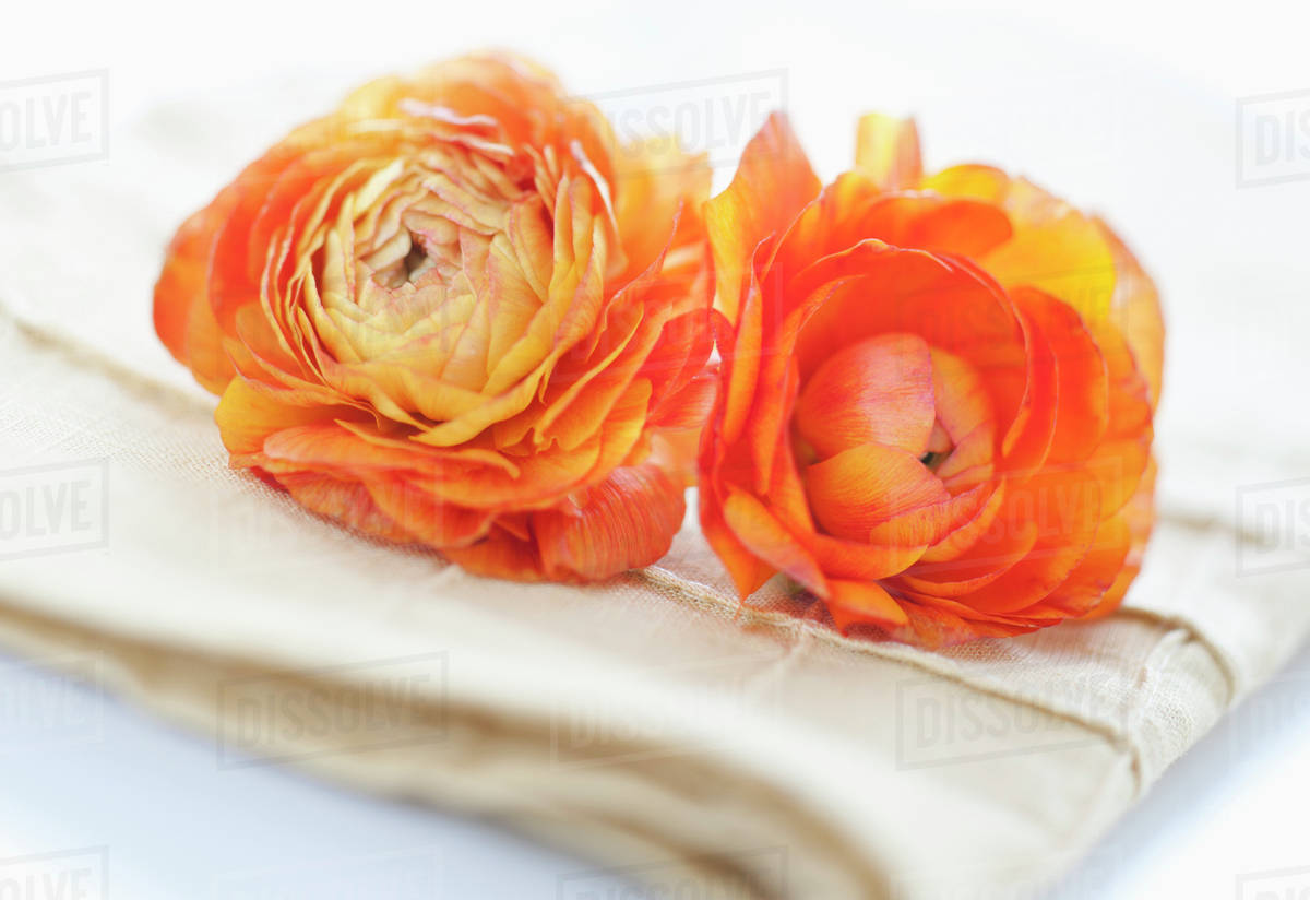 Studio shot of orange Ranunculus on napkin - Royalty-free Stock Photo ...