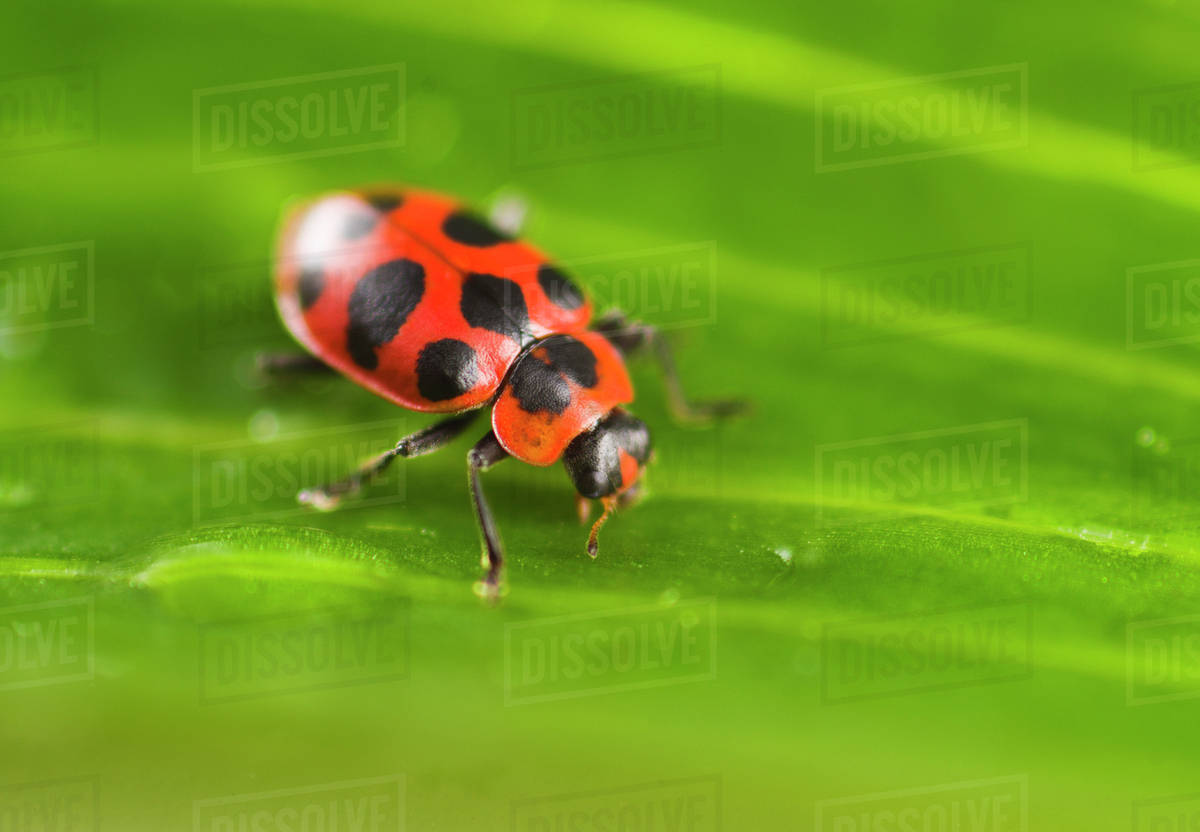 Ladybug on leaf - Stock Photo - Dissolve