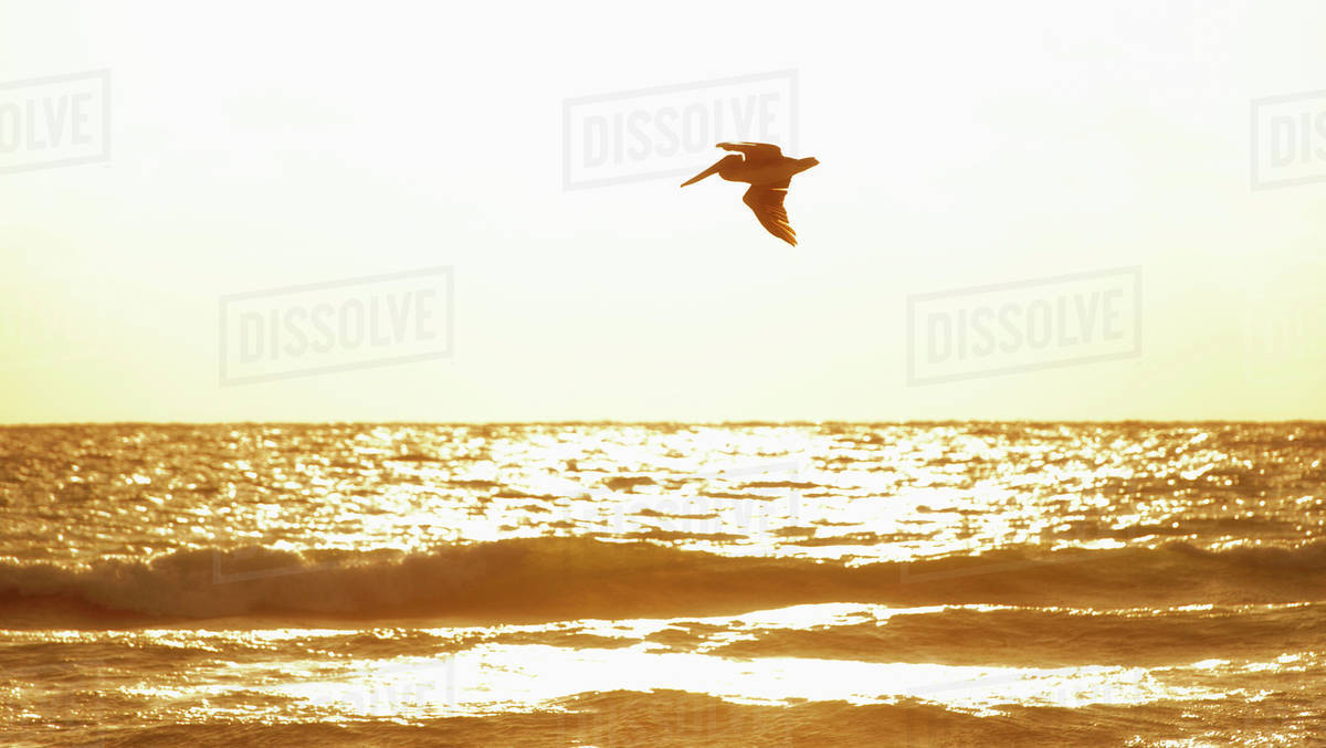 Bird flying over ocean - Royalty-free Stock Photo | Dissolve