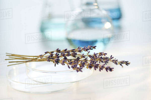 Lavender in laboratory - Royalty-free Stock Photo | Dissolve