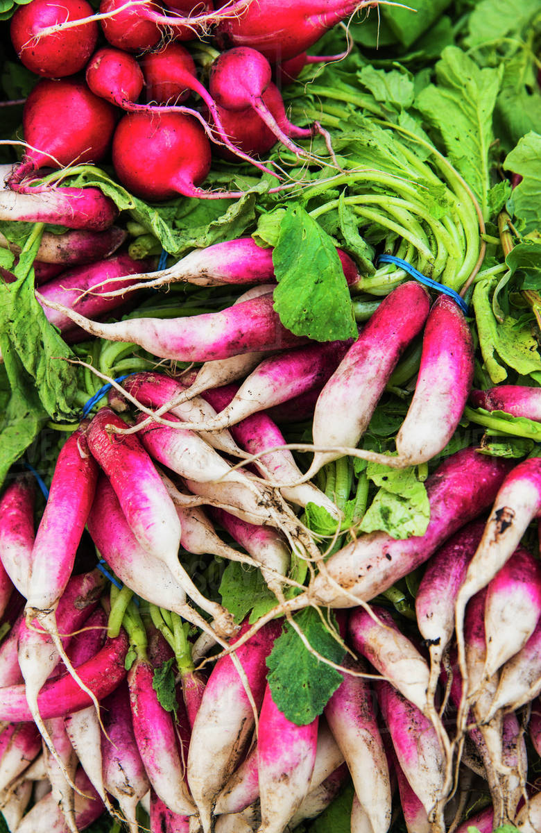 Bunches of radish - Royalty-free Stock Photo | Dissolve