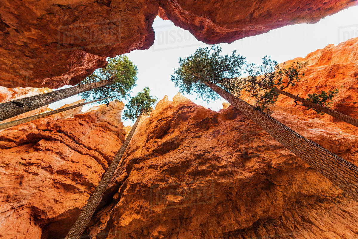 Navajo Loop Trail, Tall Douglas Fir trees - Stock Photo - Dissolve