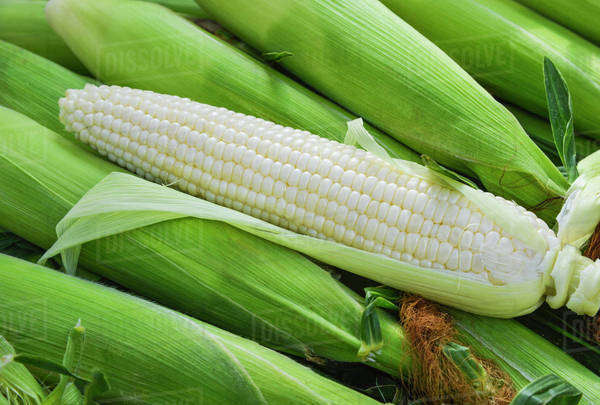 White corn - Royalty-free Stock Photo | Dissolve