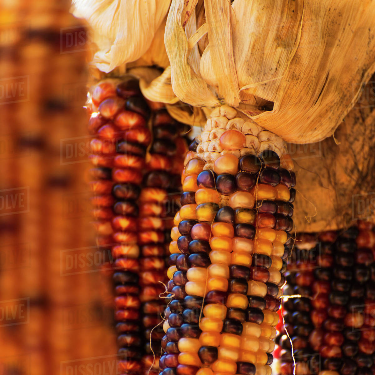 Seasonal indian corn - Stock Photo - Dissolve