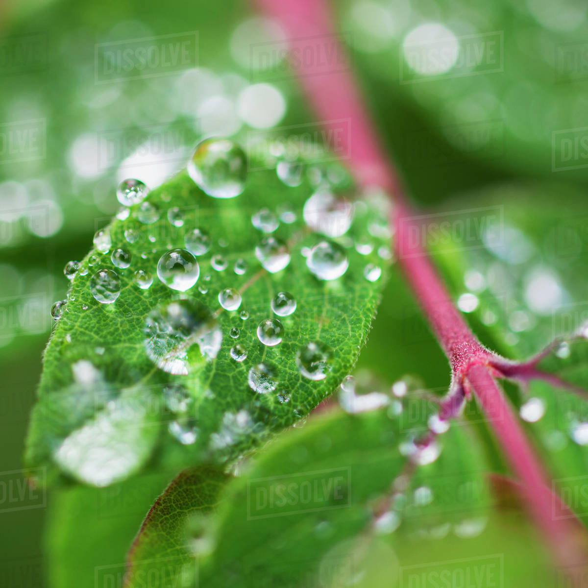 Wet leaves - Royalty-free Stock Photo | Dissolve