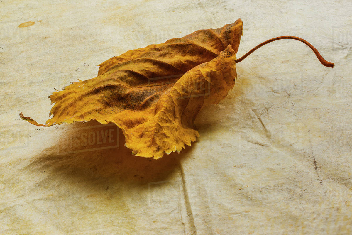 Studio shot of dry leaf - Royalty-free Stock Photo | Dissolve