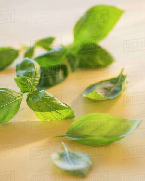 Studio Shot of basil - Royalty-free Stock Photo | Dissolve