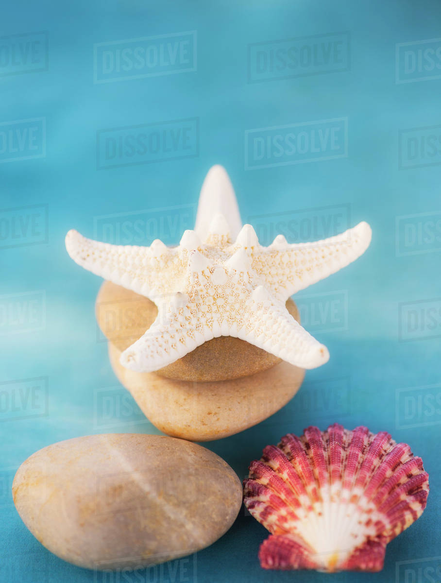 Composition of dry starfish, sea shell and pebble on blue background ...