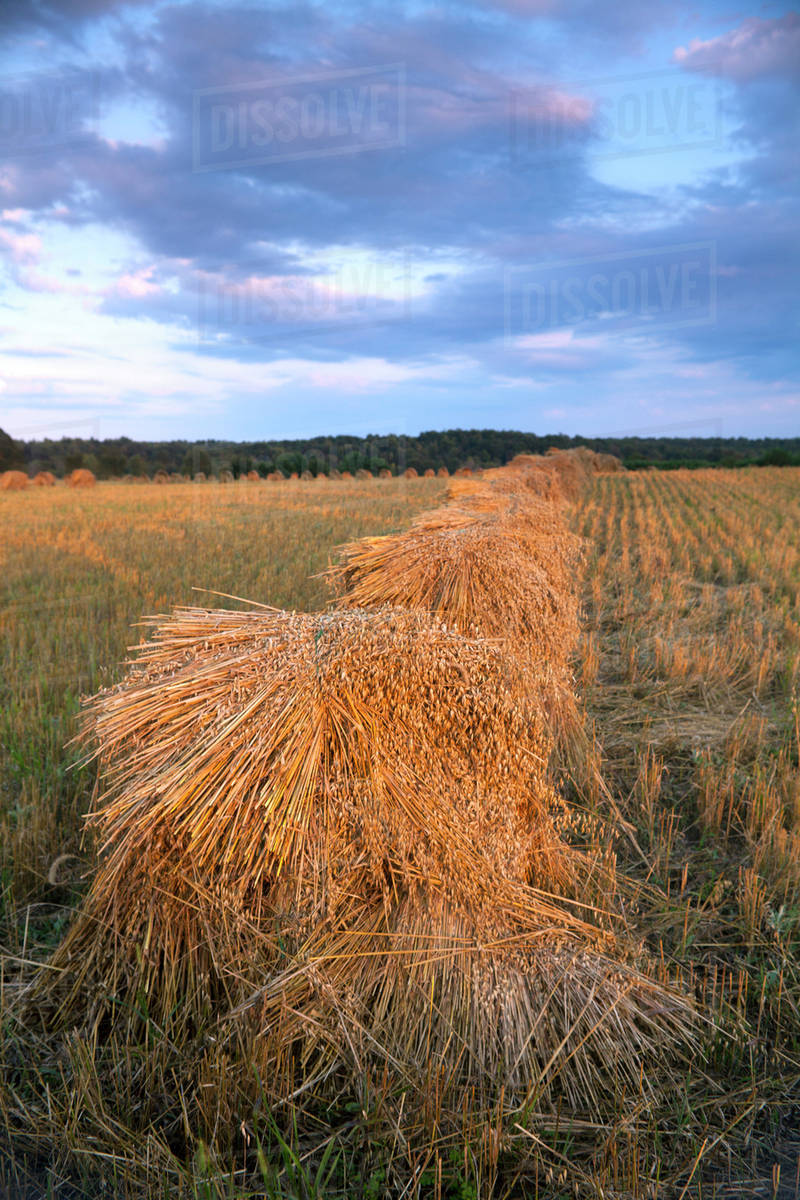USA, New York State, Field with haystacks - Stock Photo - Dissolve