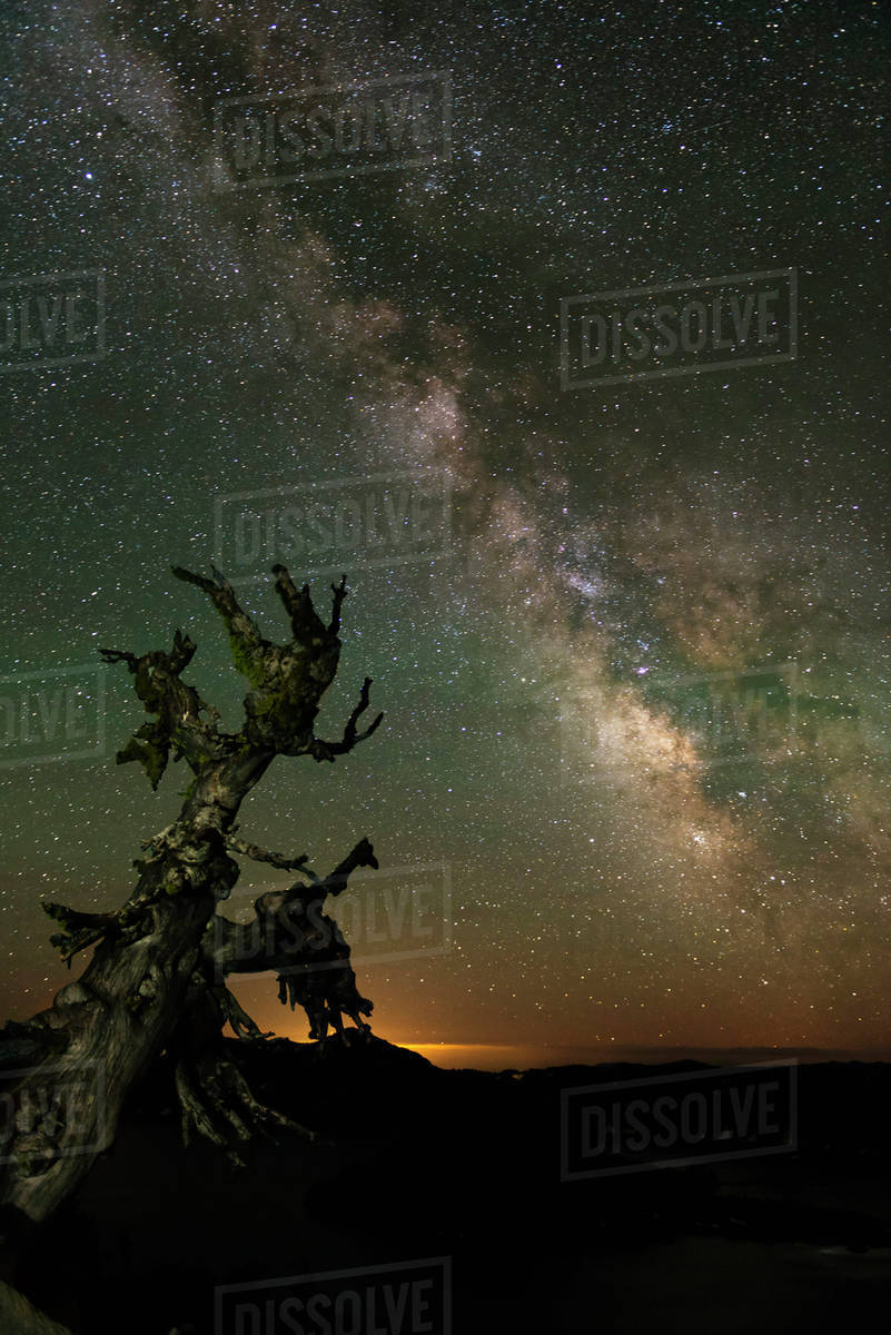 Milky Way and old tree at night - Stock Photo - Dissolve