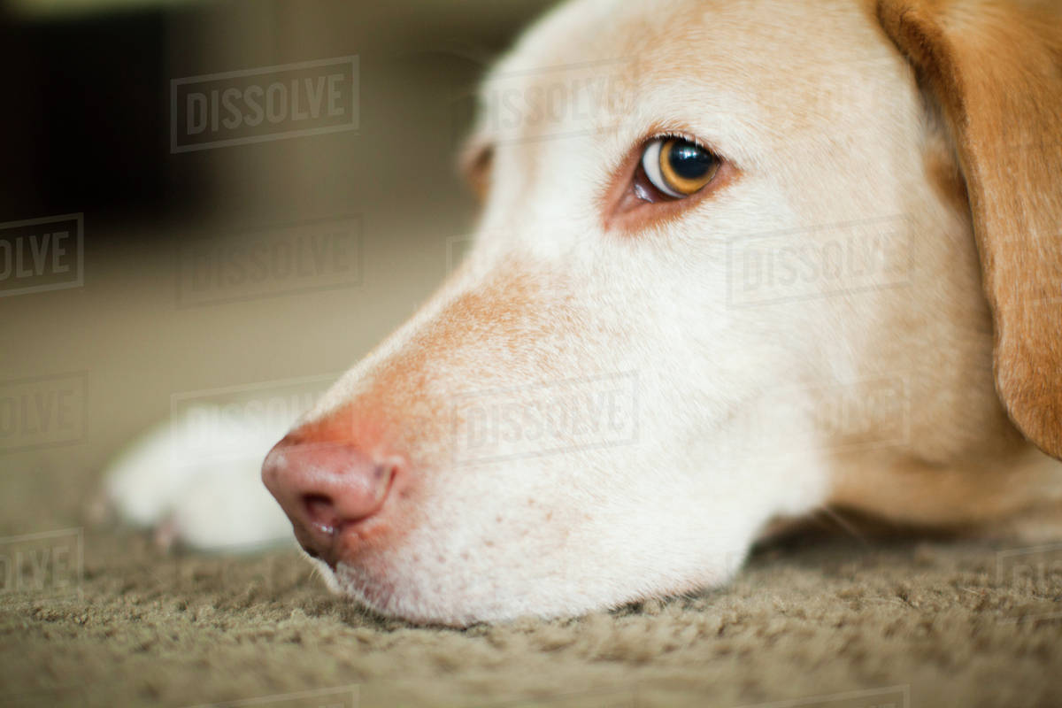 Portrait of beige dog - Royalty-free Stock Photo | Dissolve