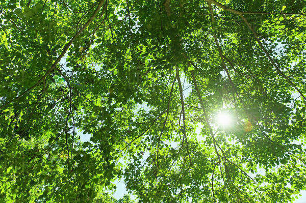 Sun lighting through tree - Royalty-free Stock Photo | Dissolve