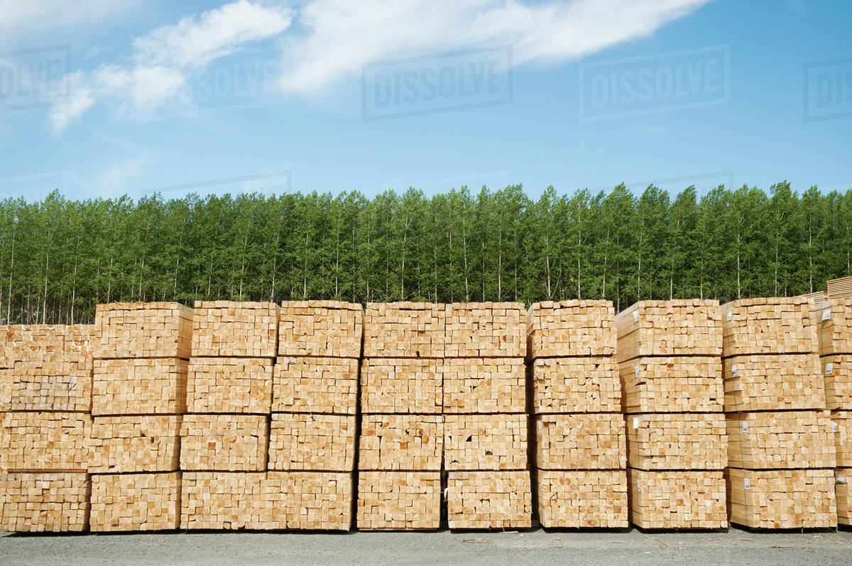 Orderly stacks of timber in timber plantation - Royalty-free Stock ...