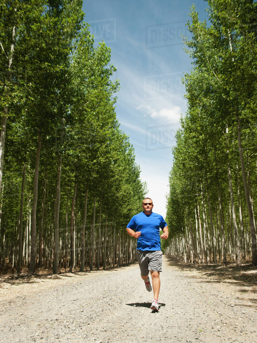 Man running between rows of poplar trees in tree farm - Stock Photo ...