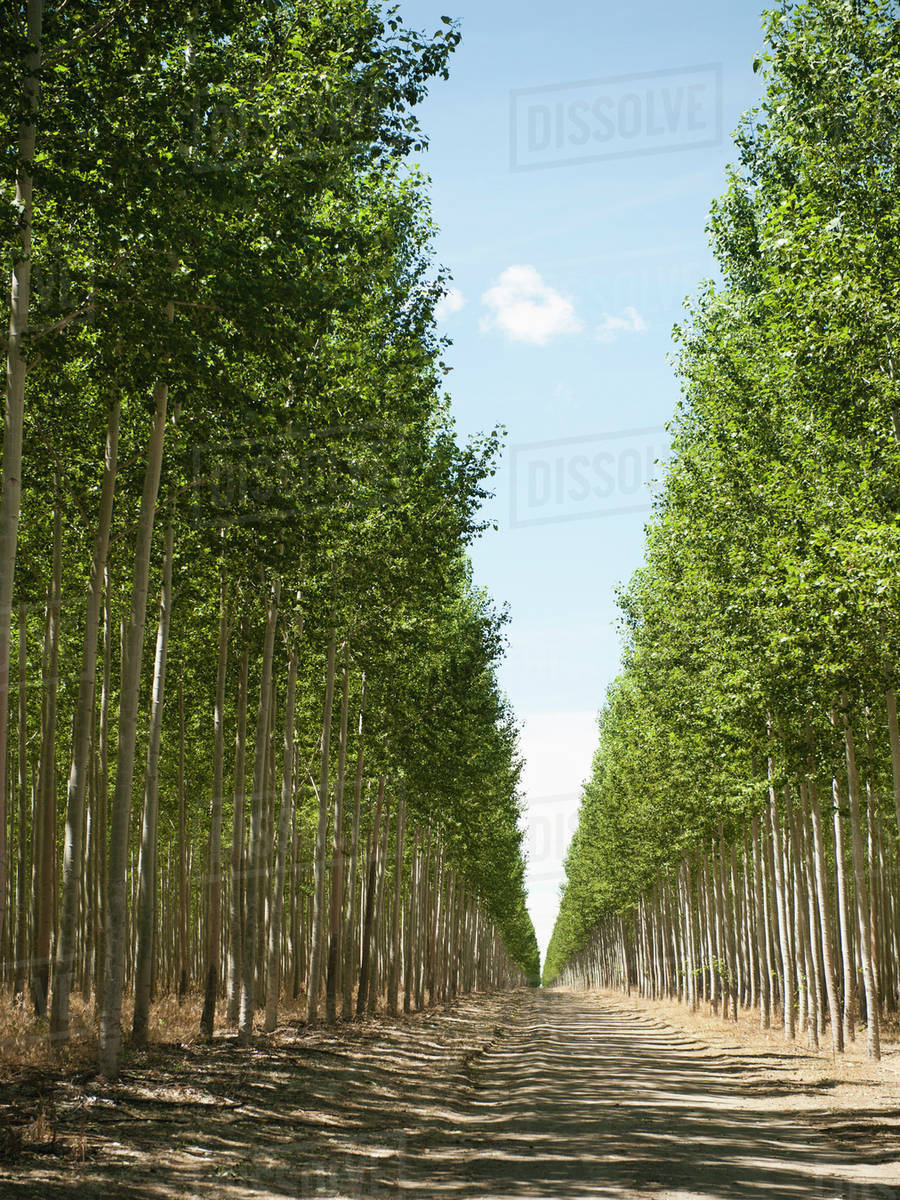 USA, Oregon, Boardman, Orderly rows of poplar trees in tree farm ...