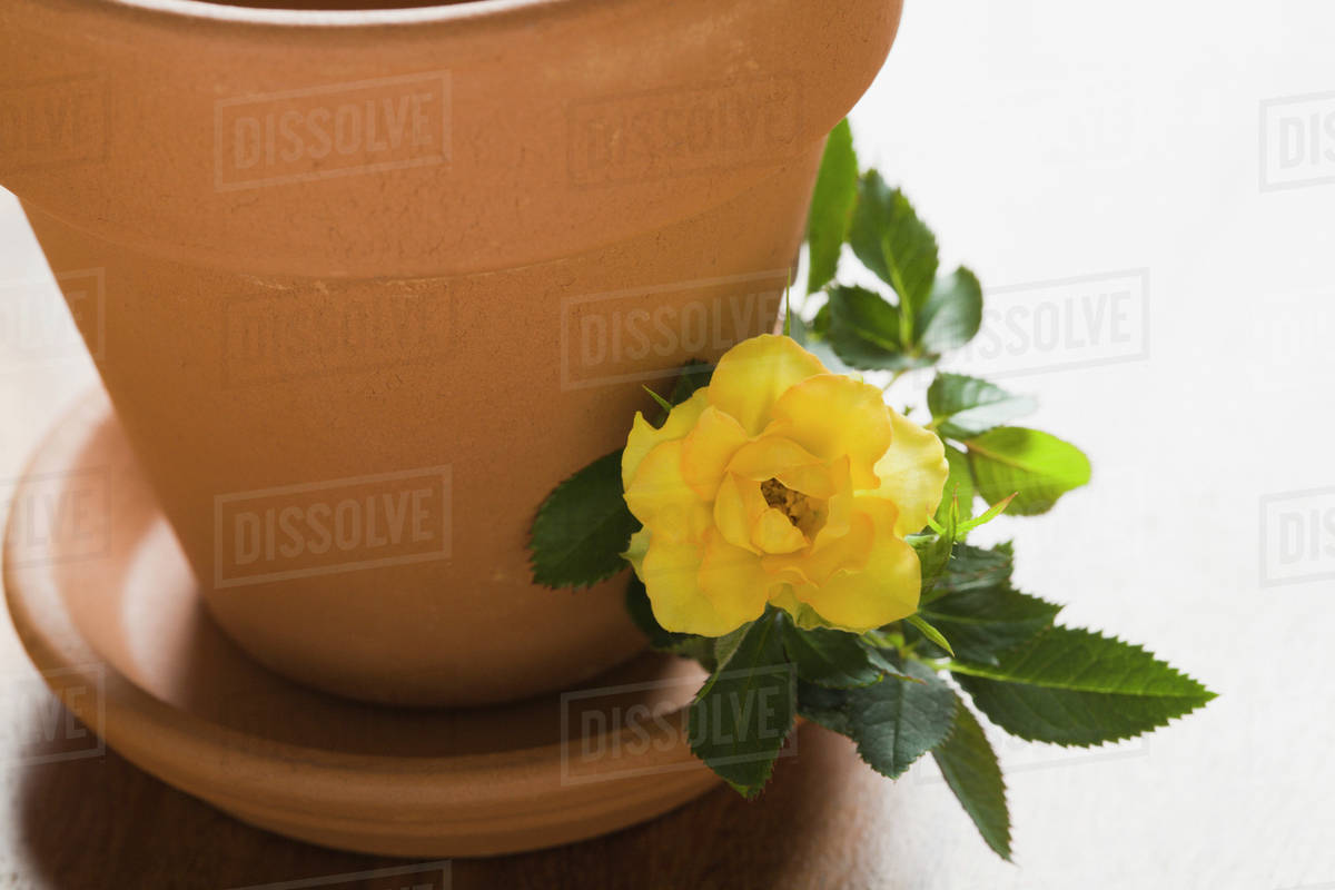 Studio shot of yellow rose and flower pot - Royalty-free Stock Photo ...
