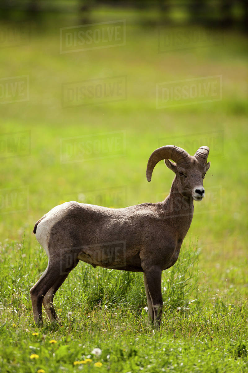 USA, Colorado, Bighorn ram - Royalty-free Stock Photo | Dissolve