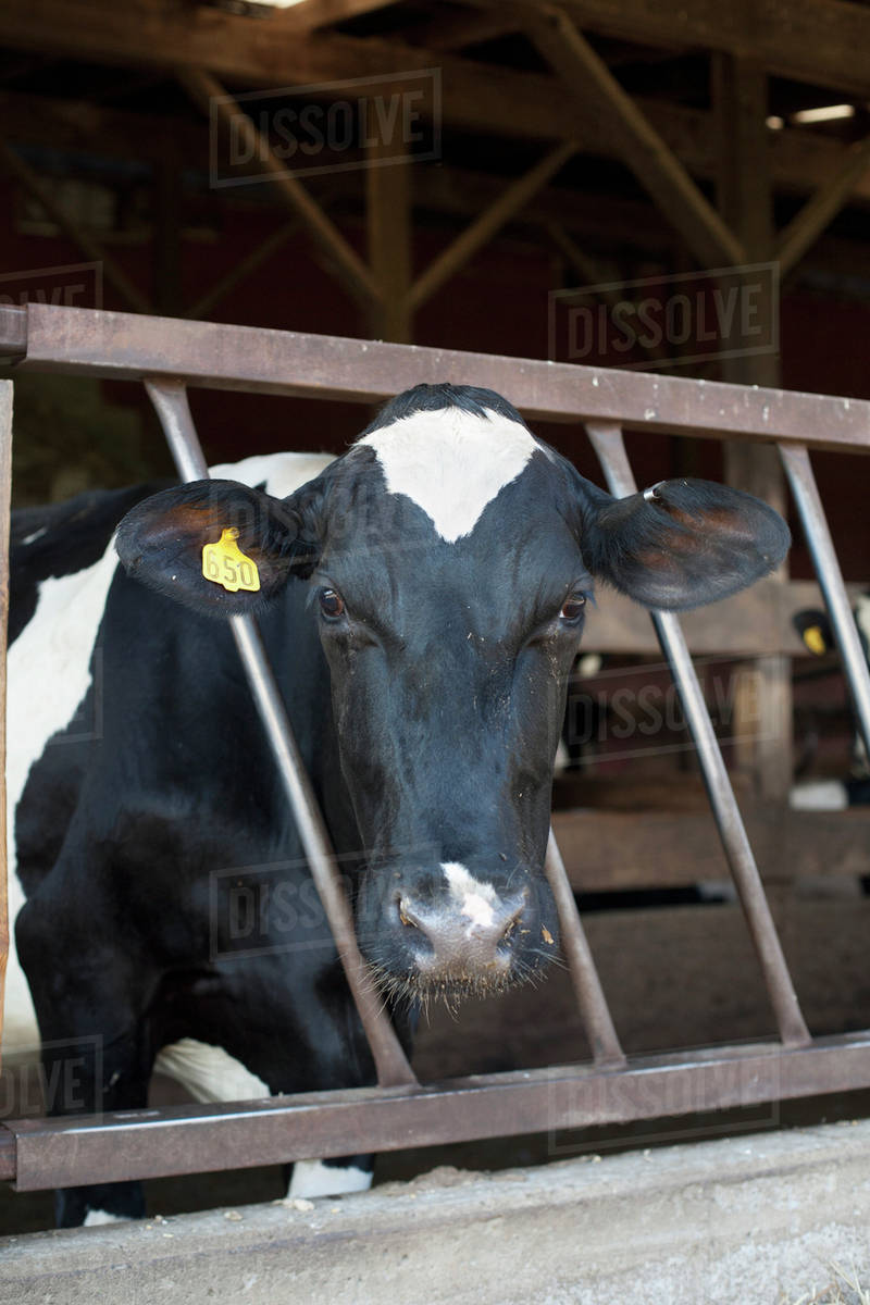Cow in barn - Stock Photo - Dissolve
