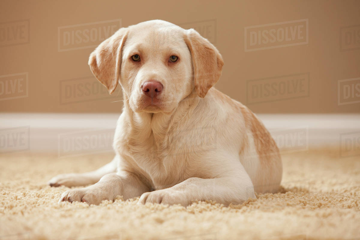 Portrait of Yellow Labrador Retriever - Stock Photo - Dissolve