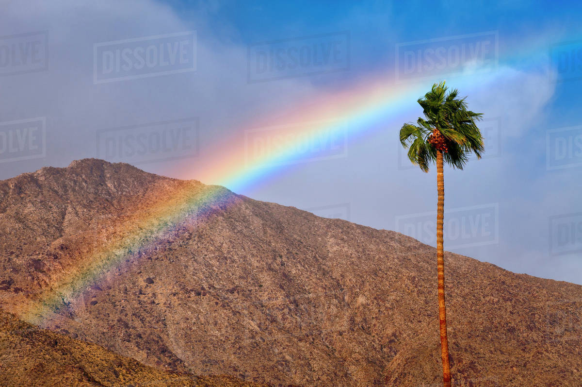 USA, California, Palm Springs, rainbow over palm tree - Royalty-free ...