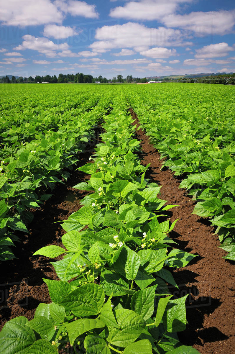 USA, Oregon, Marion County, Green bean field - Royalty-free Stock Photo ...