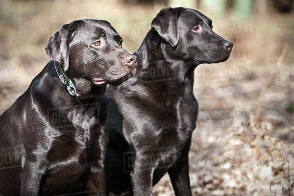Black Labrador pair with shiny coat - Stock Photo - Dissolve