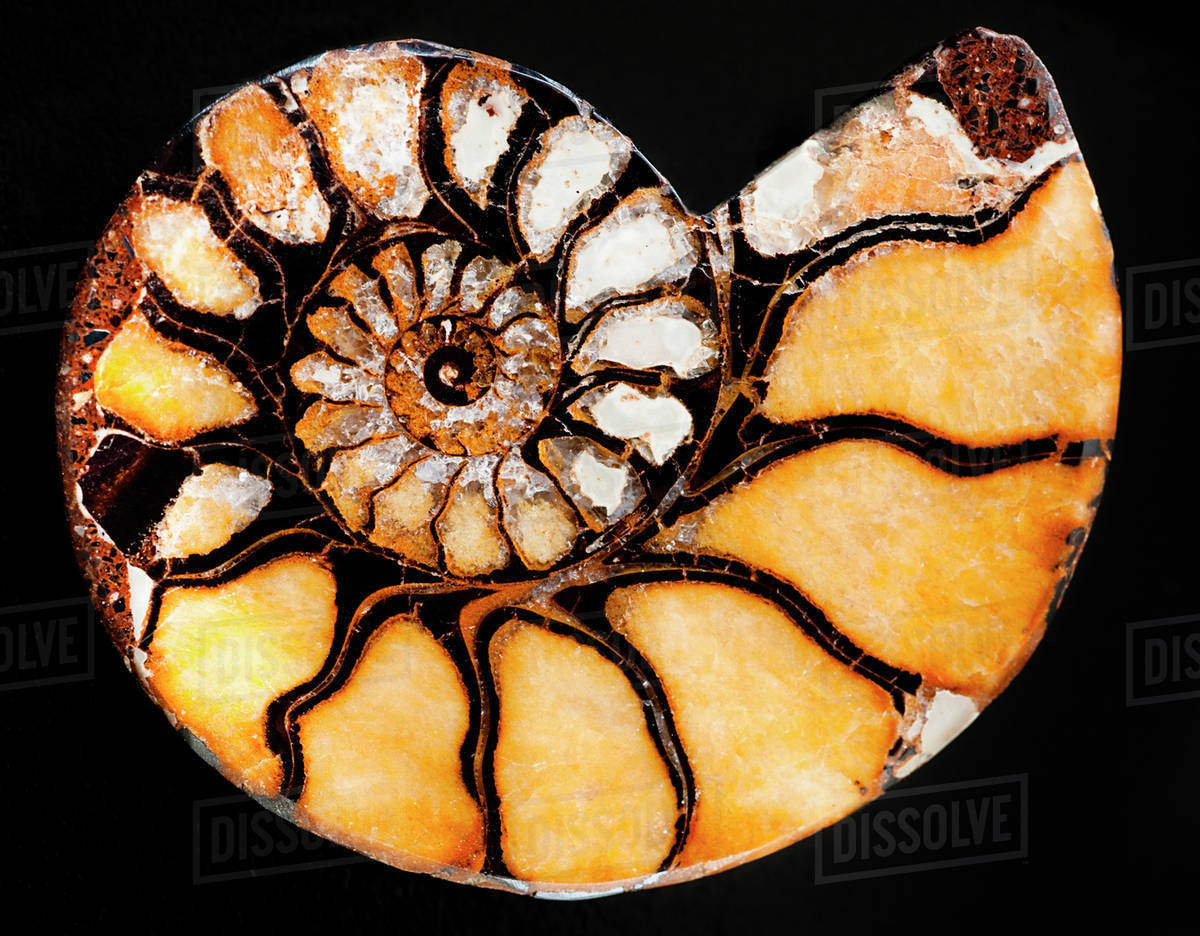 A nautilus shell - Royalty-free Stock Photo | Dissolve