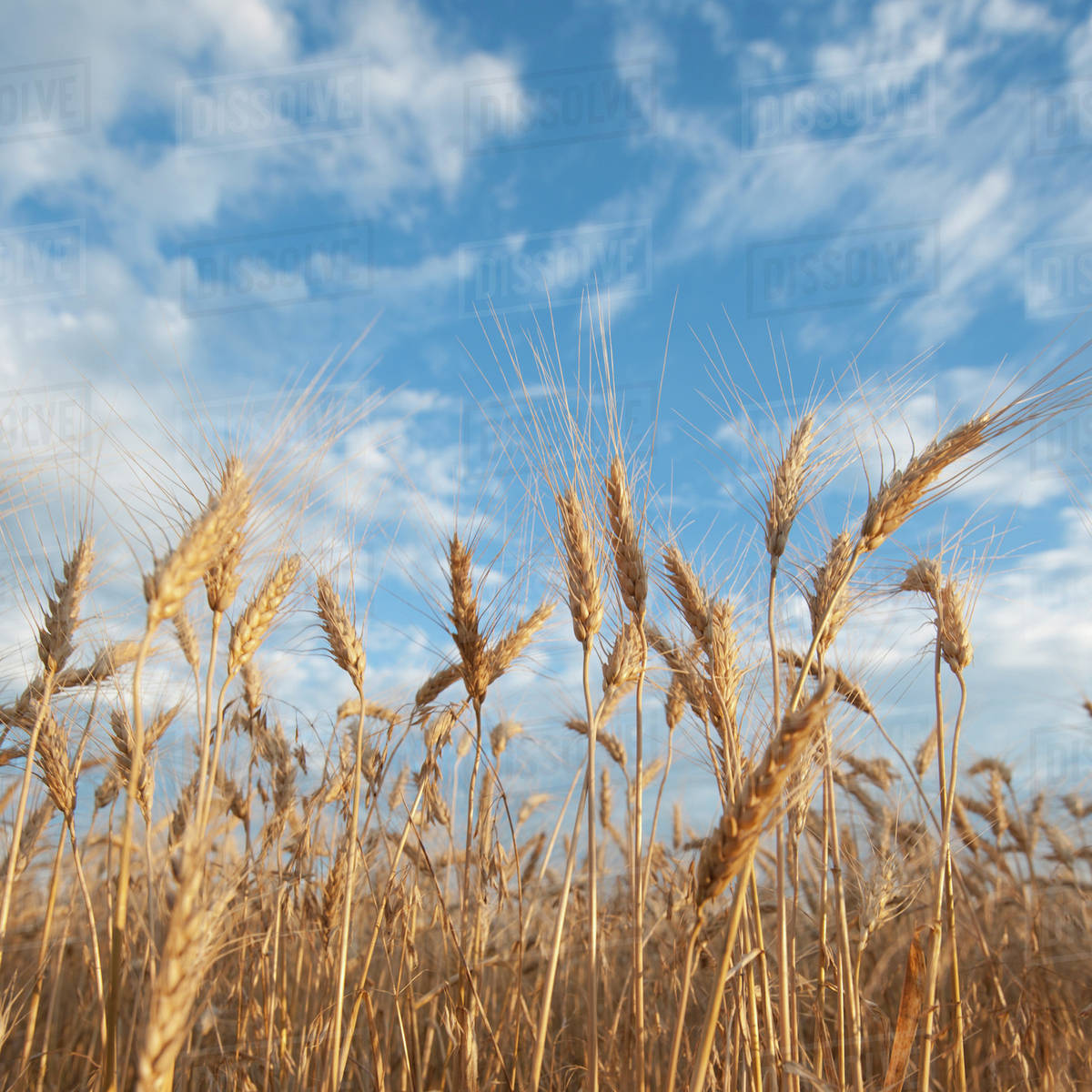 Wheat growing on field - Royalty-free Stock Photo | Dissolve