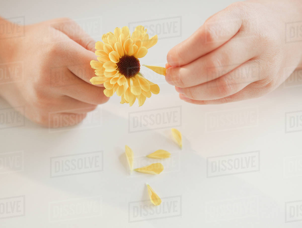 Hands pulling petals off flower - Royalty-free Stock Photo | Dissolve