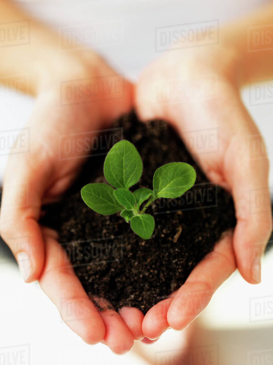 Hands holding sapling - Stock Photo - Dissolve
