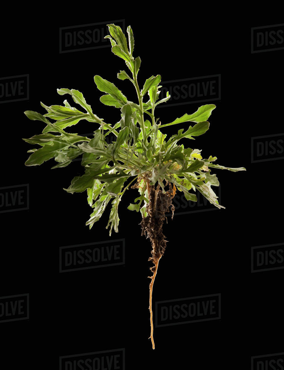 Uprooted plant - Royalty-free Stock Photo | Dissolve