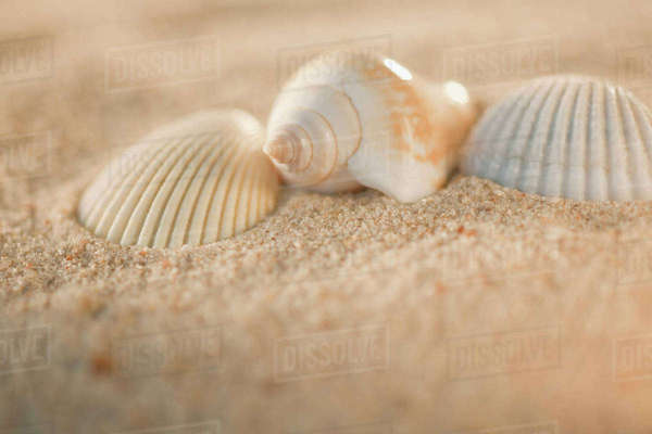 Sea shells in sand - Stock Photo - Dissolve